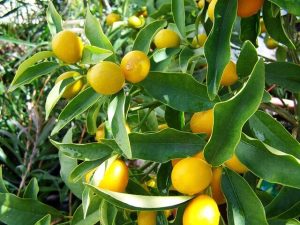 Citromfa (Citrus limon): Ültetése, gondozása, szaporítása ⋆ Virág infó